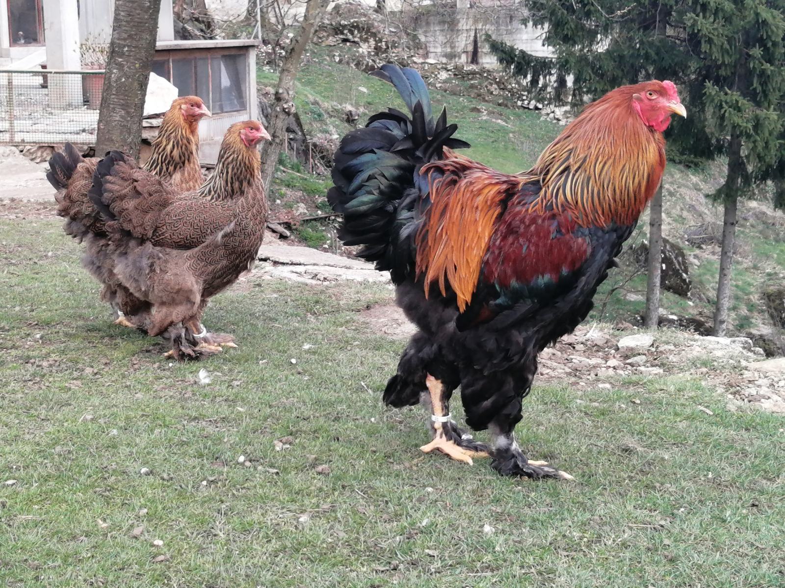 Valilna jajca Brama brahma