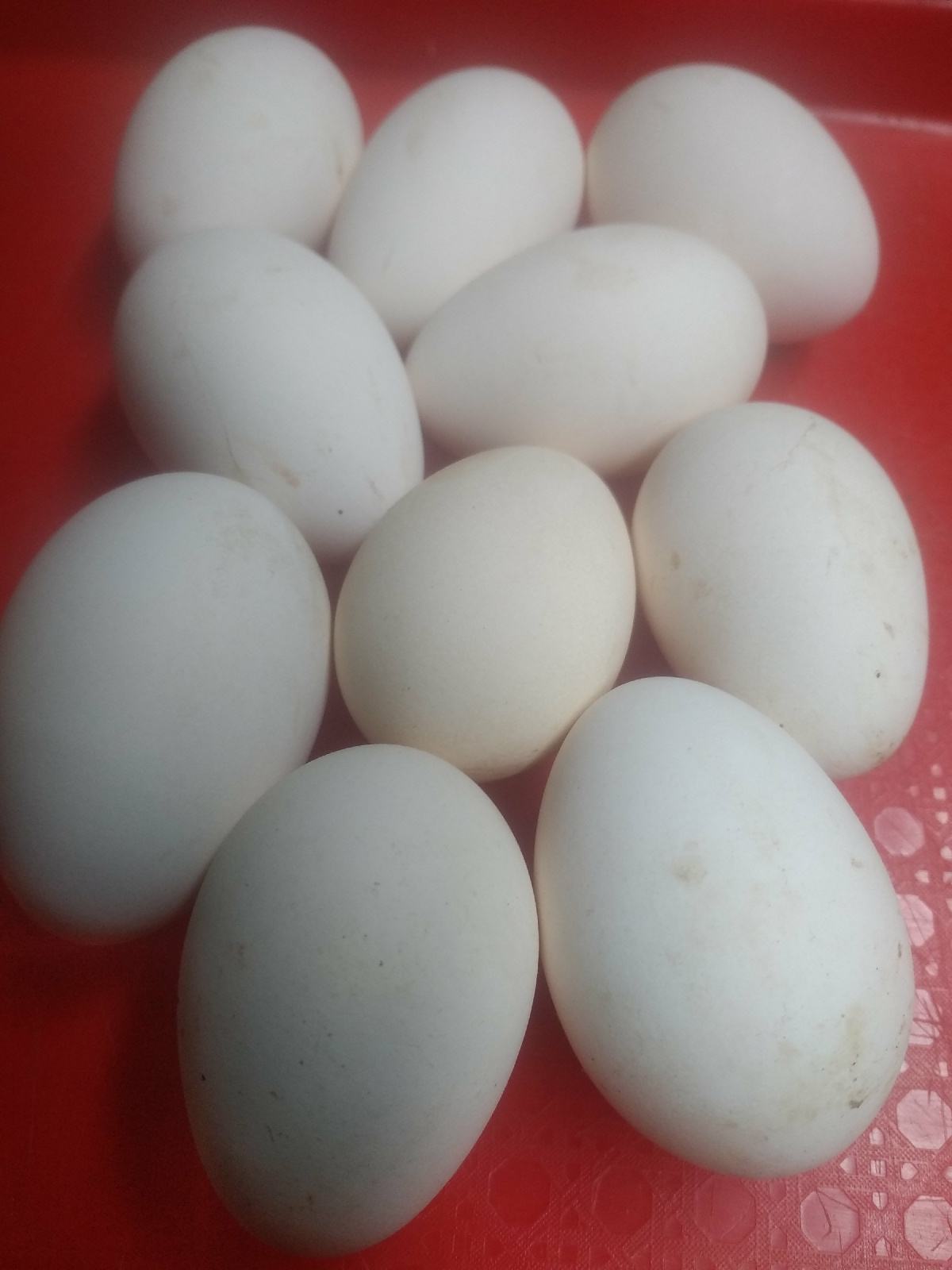 valilna jajca Isabel