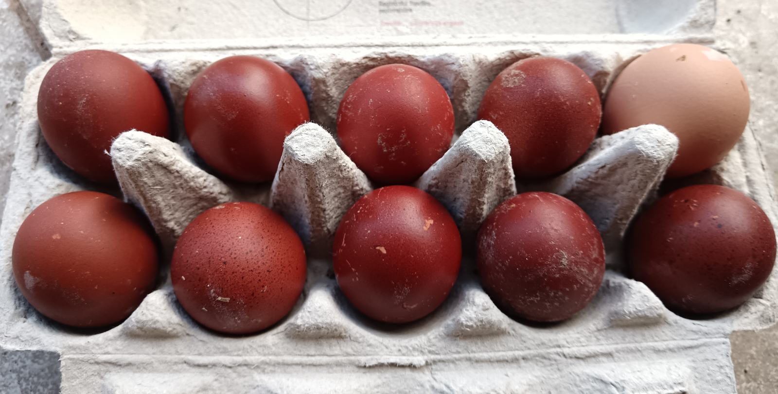 Valilna jajca kokoši pasme marans