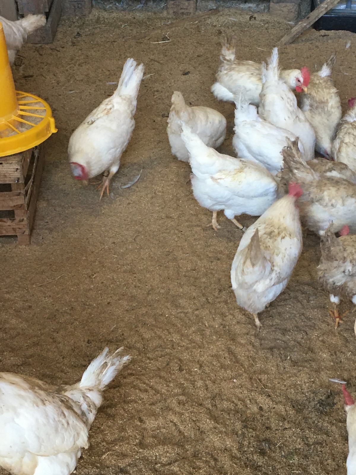 Valilna jajca LEGHORN