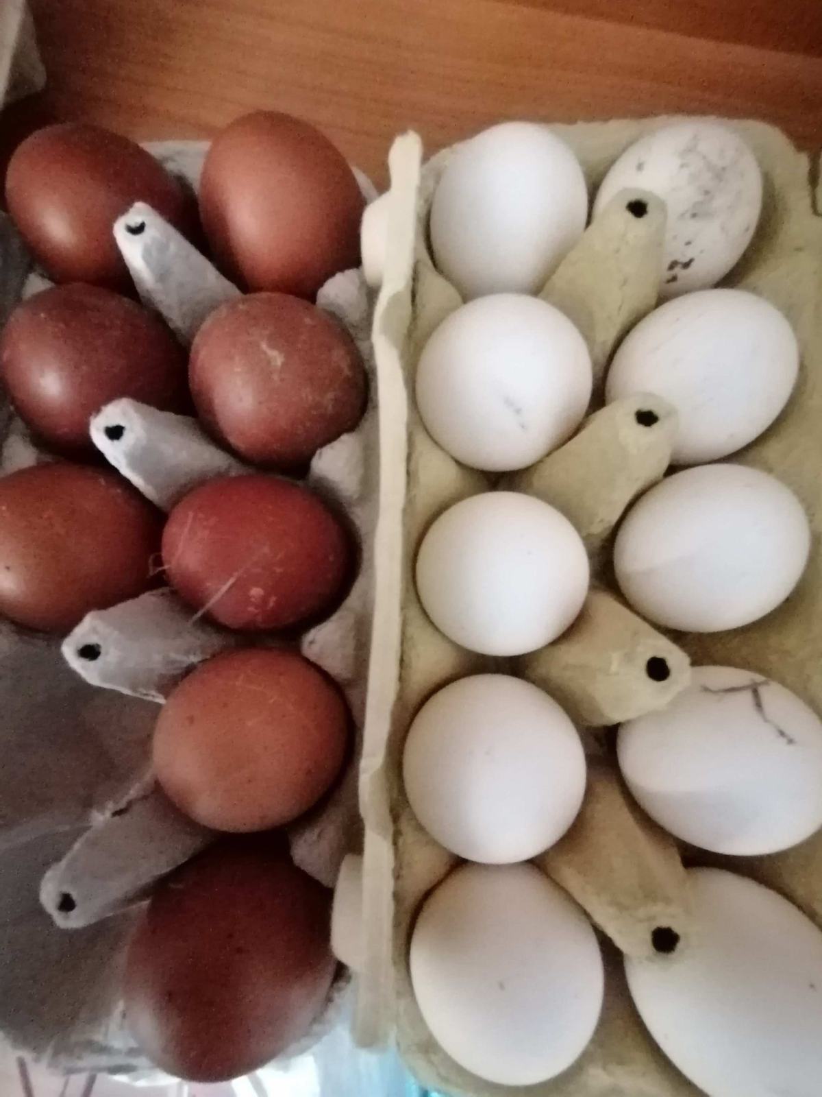 VALILNA JAJCA MARANS in LEGHORN