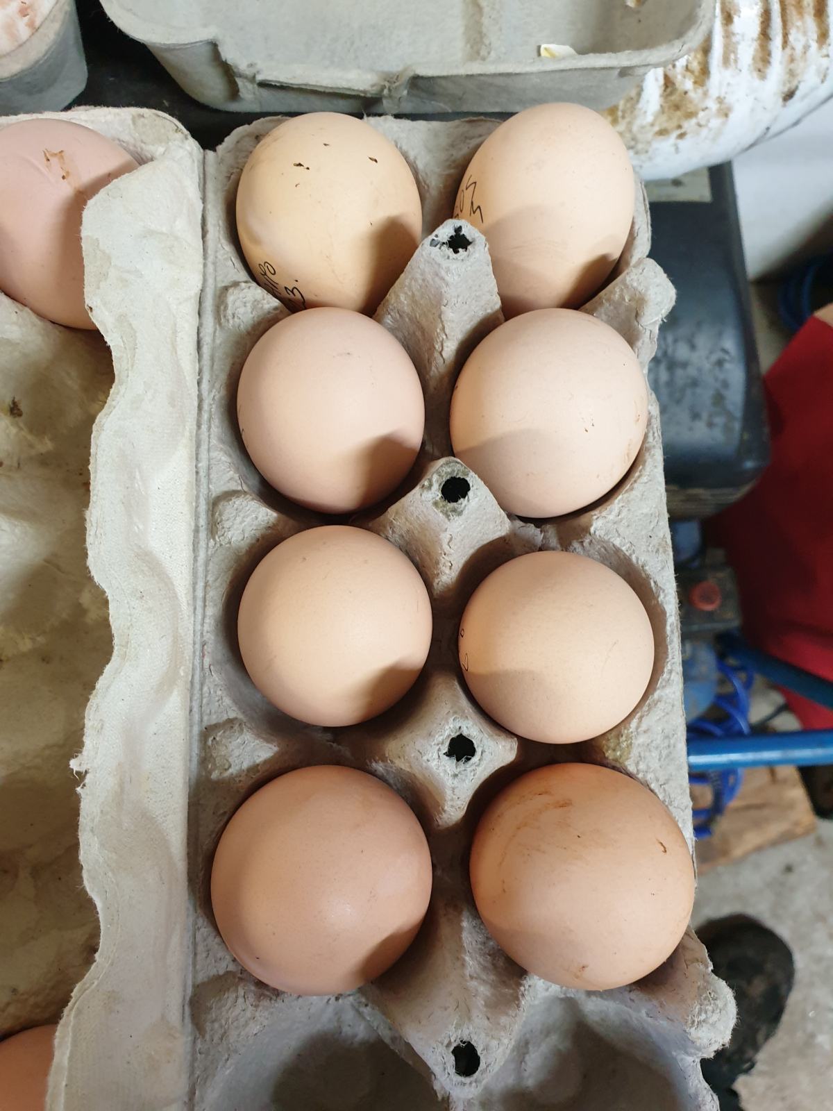 Valilna jajca okrasno pasemskih kokosi