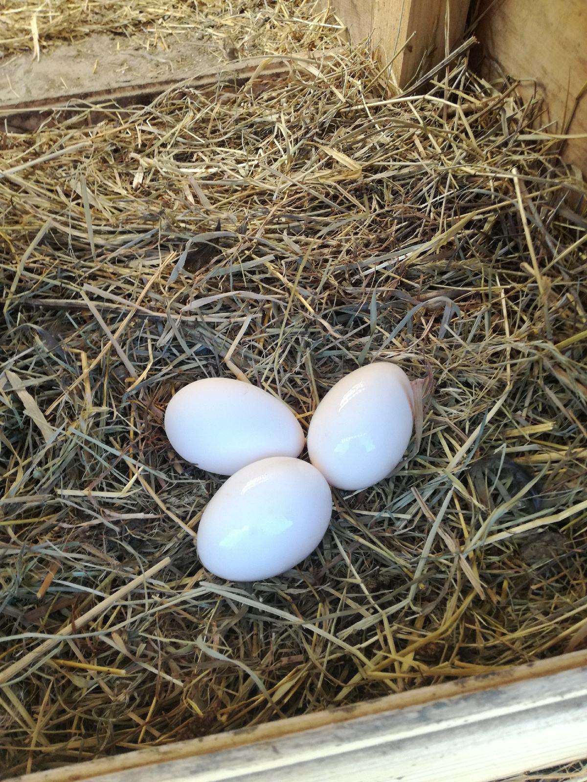 valilna jajca pasme Leghorn