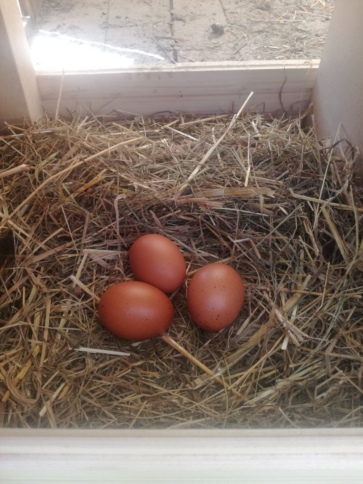 Valilna jajca pasme Marans