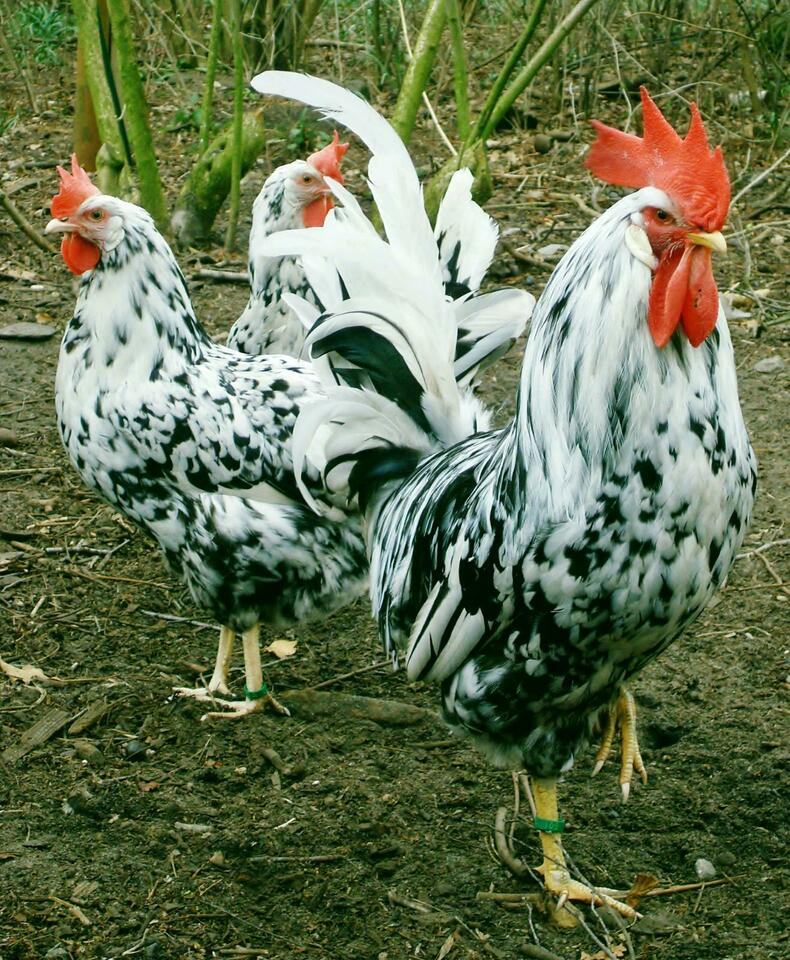 Valilna jajca pasme pisani Leghorn