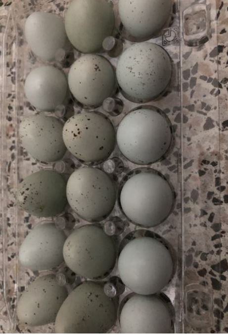 Valilna jajca prepelic Celadon