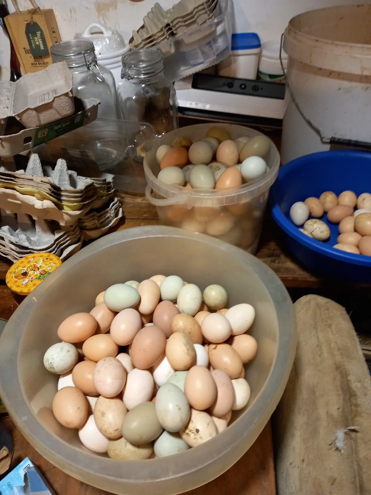 Valilna jajca prostoživeče kokoši , race