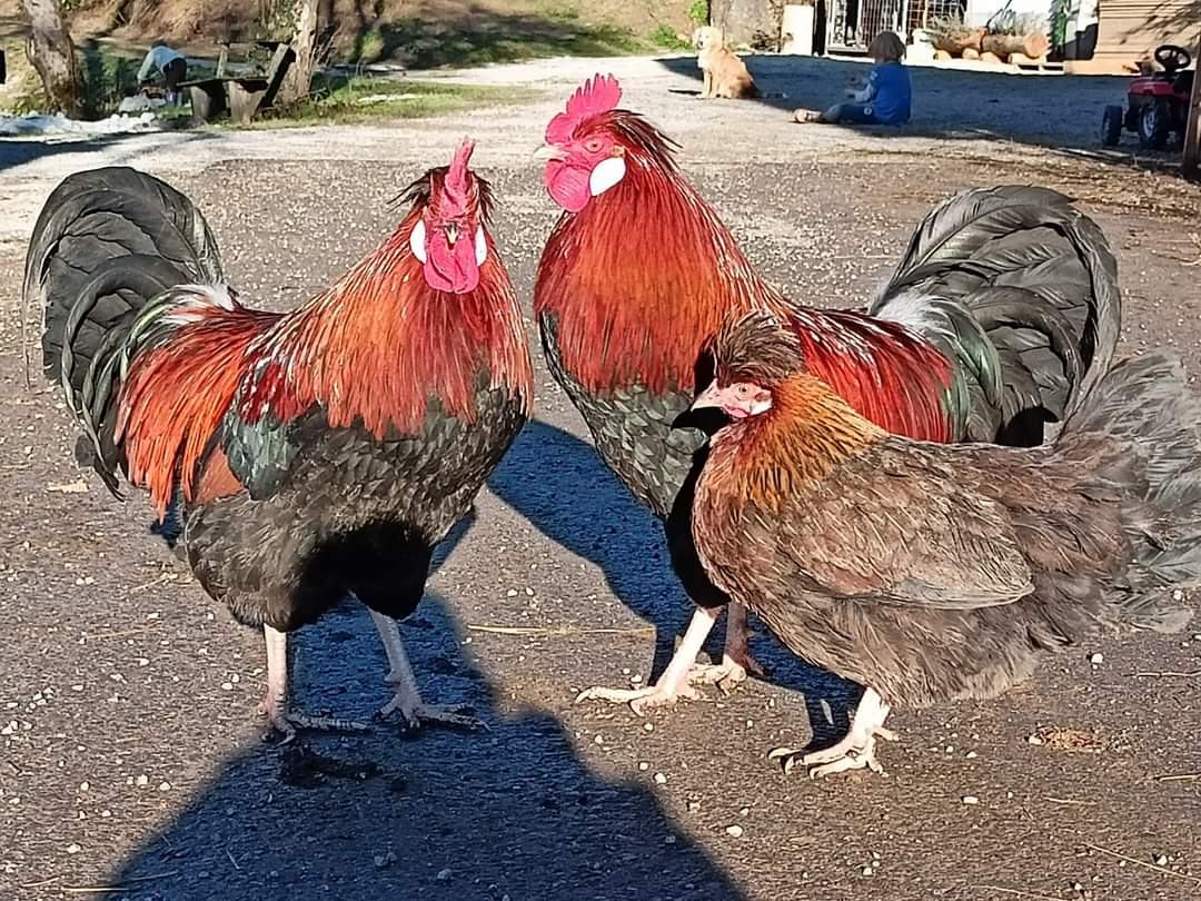 Valilna jajca ŠTAJERKE