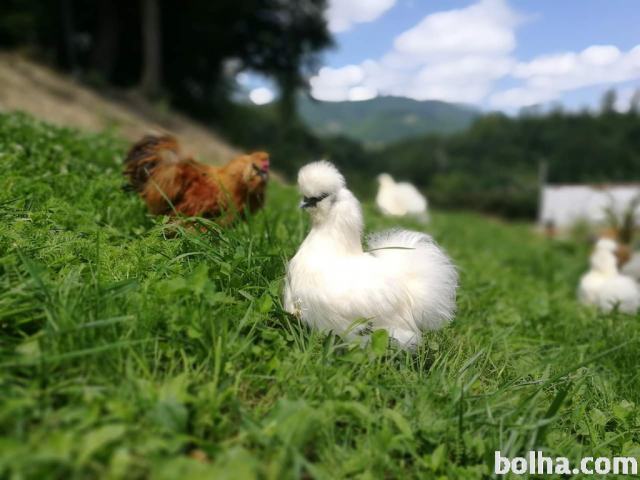 Valilna jajca pritlikavih svilenk