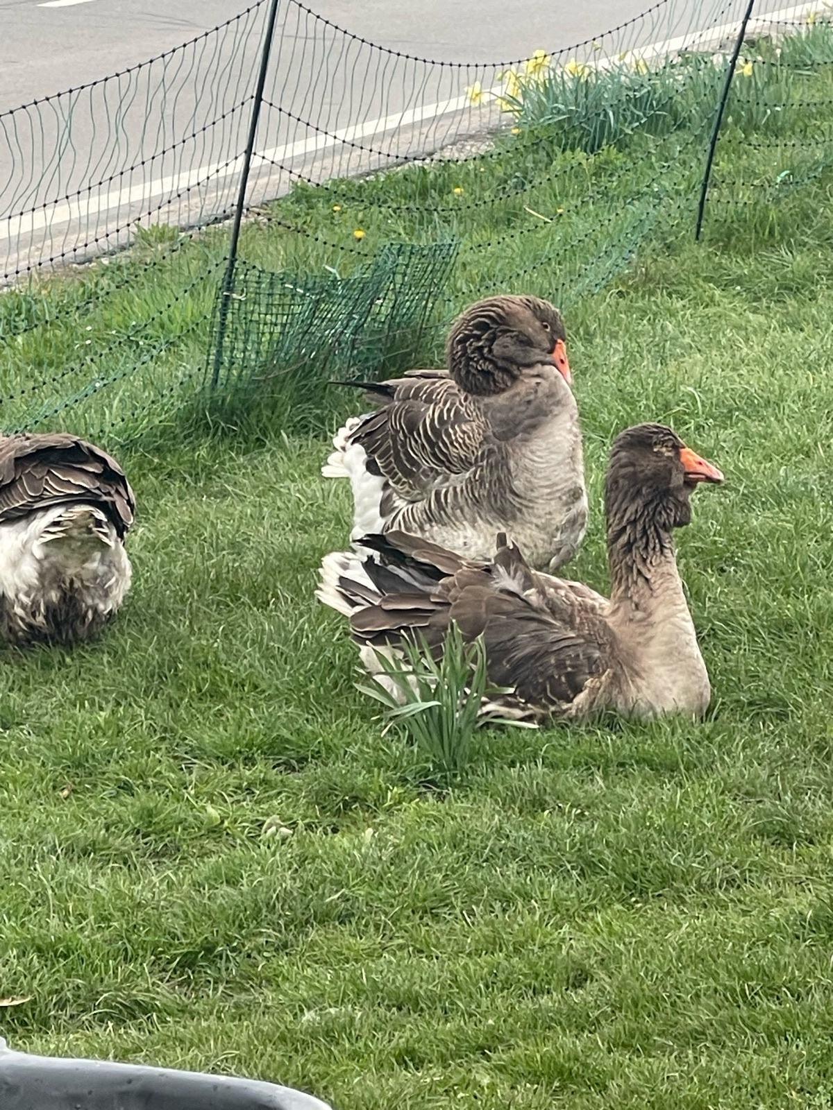 valilna jajca touluških gosi