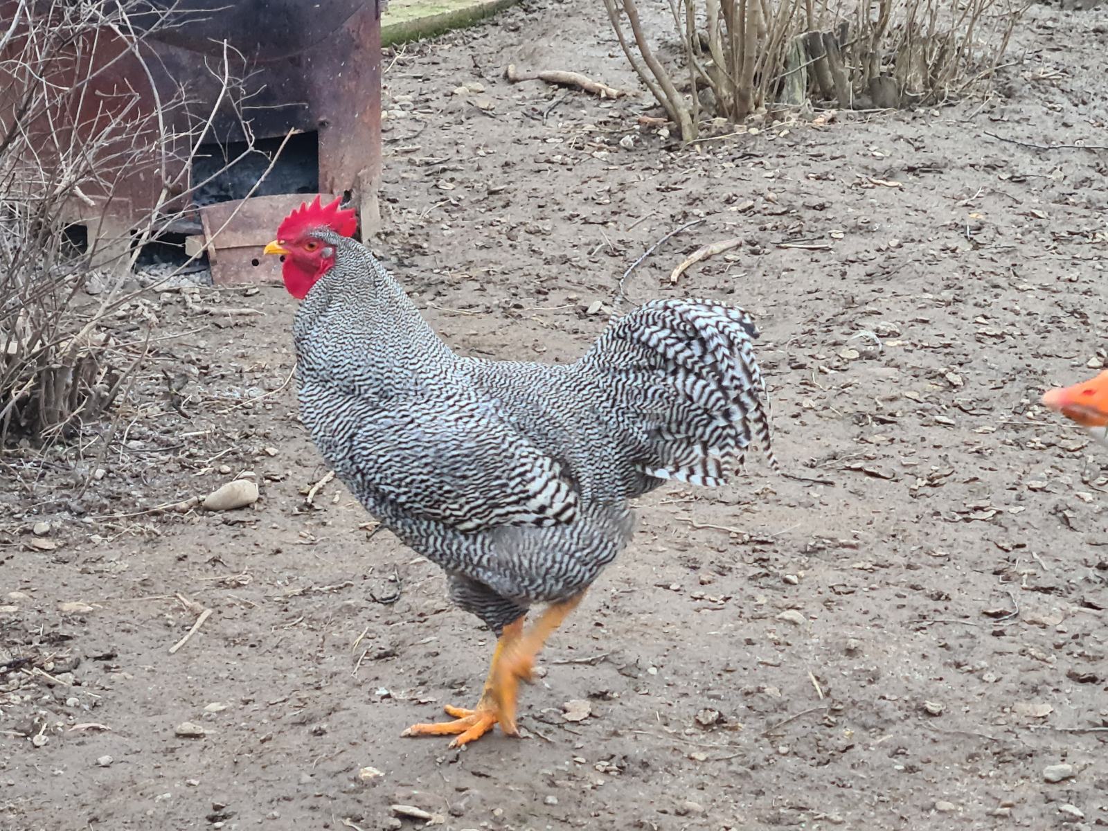 VALILNA KOKOŠJA JACA PASME AMROCK PRODAM