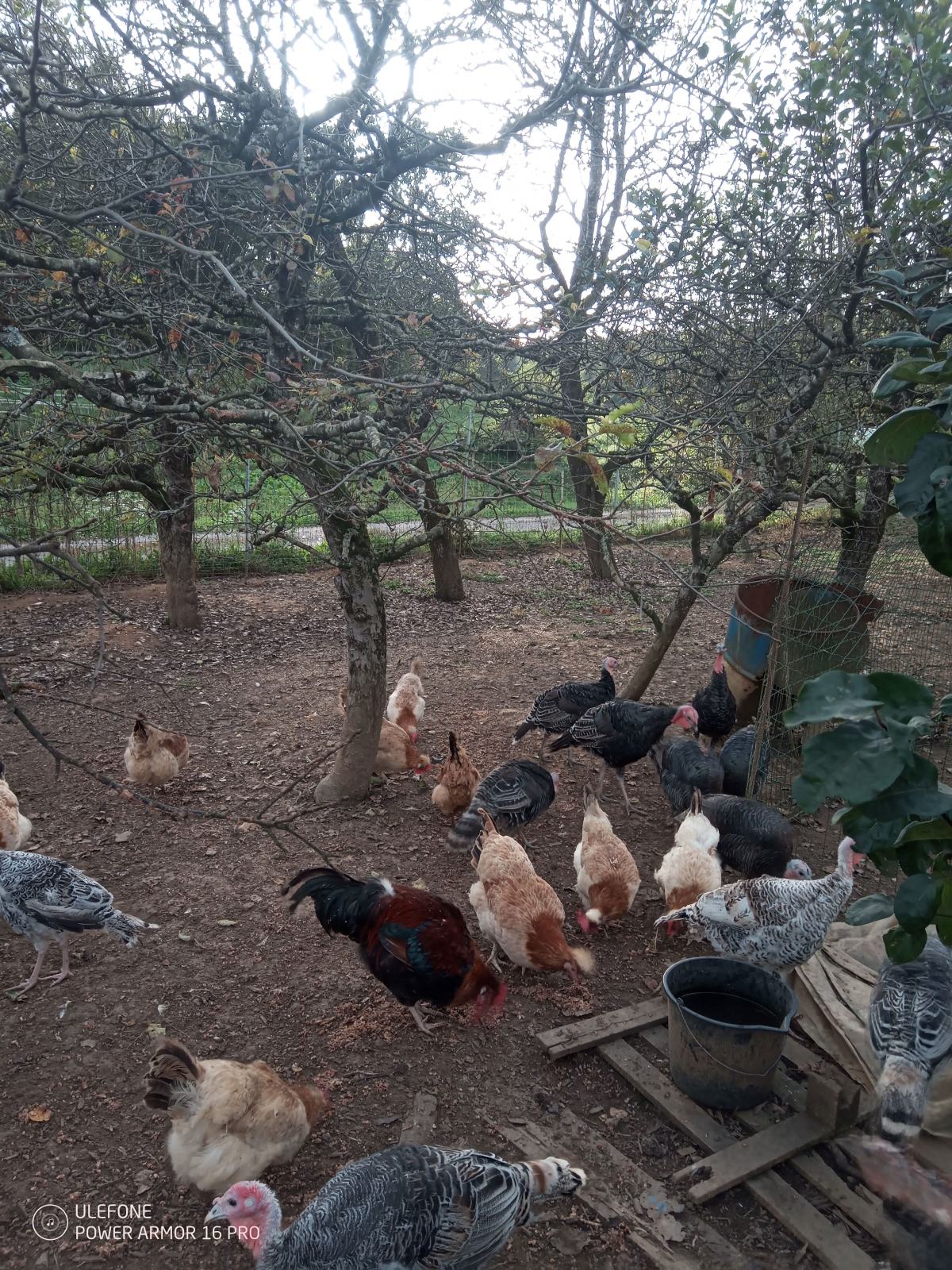 Zagorski puran - pure