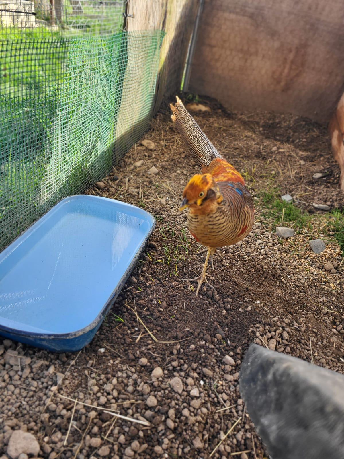 Prodamo zlatega fazana