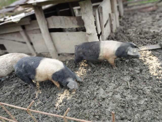 Breja mangalica in breji krškopolki