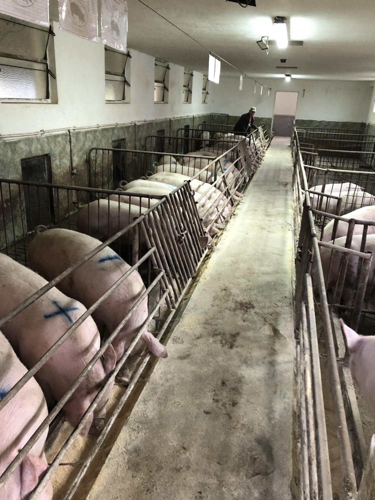 Breje plemenske svinje (mladice) linija 12