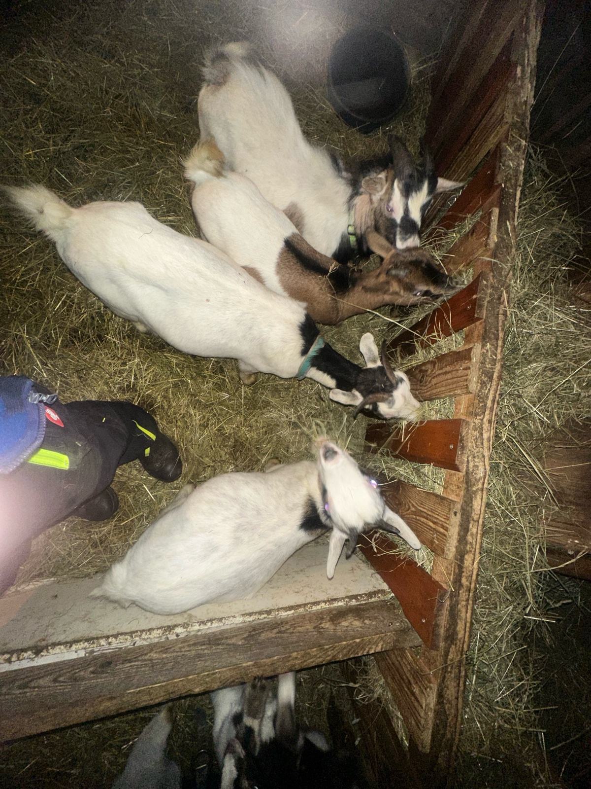 Himalajske mini koze