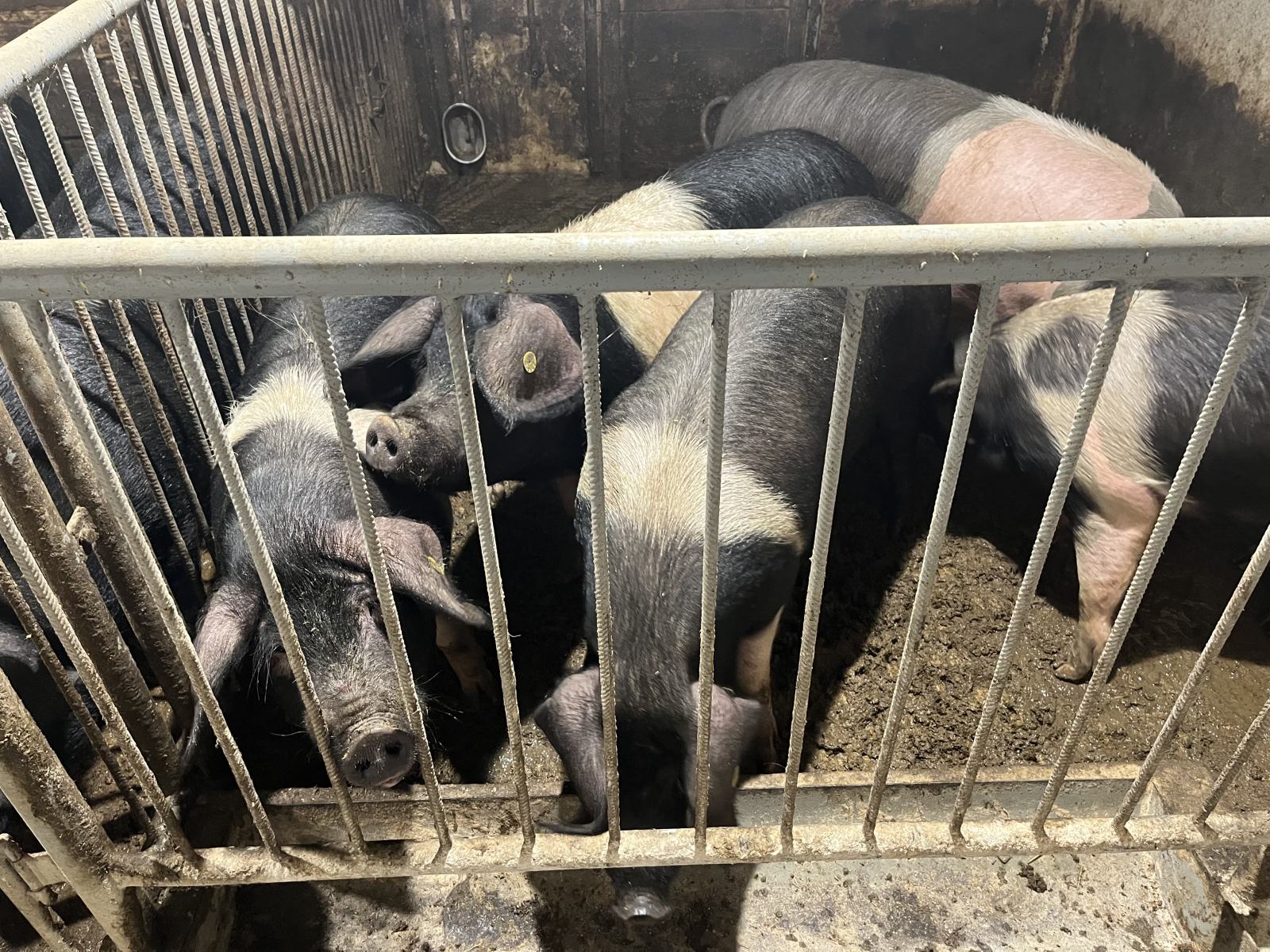 Krško poljski prašiči