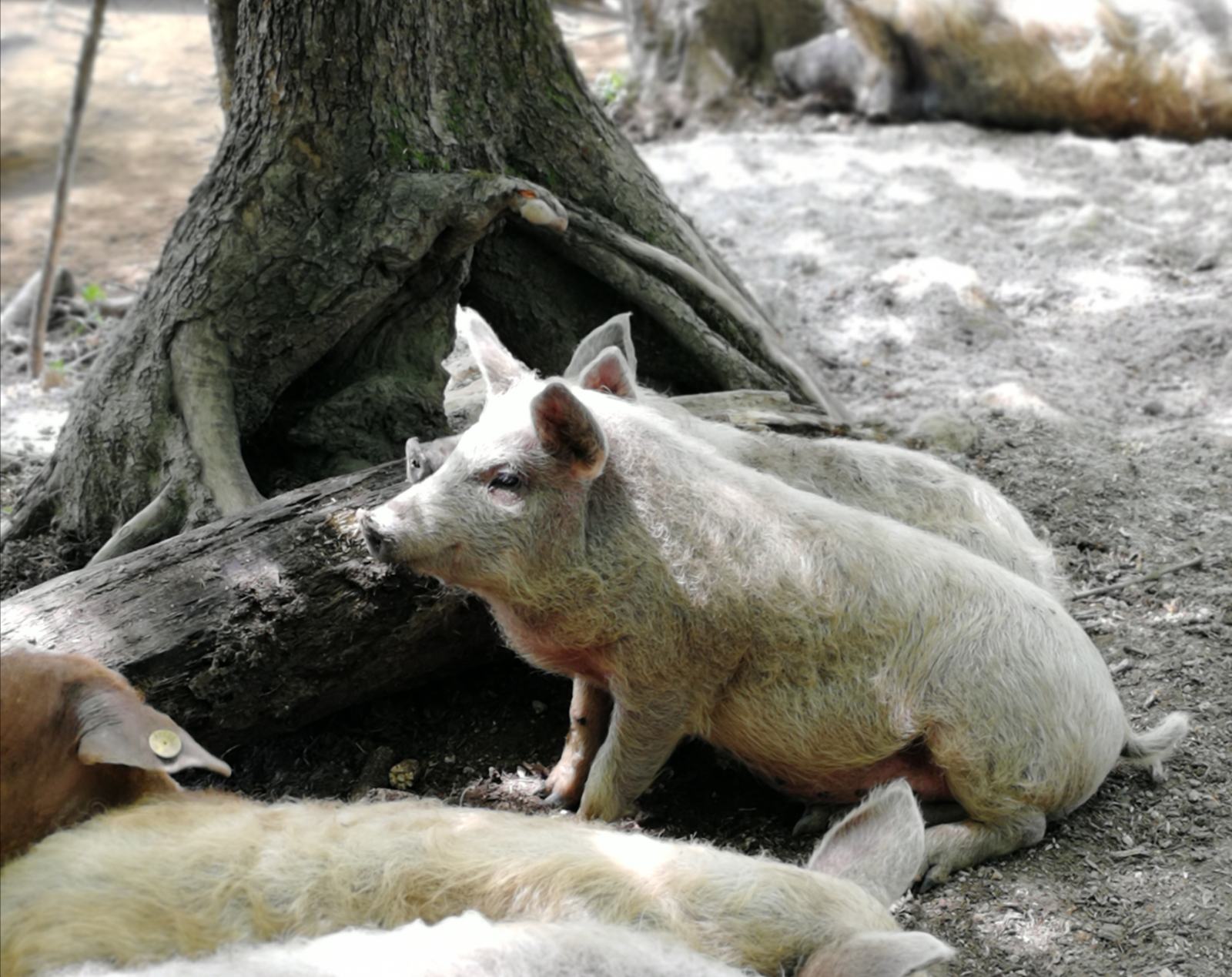 Mangalica - meso ali za nadaljnjo rejo