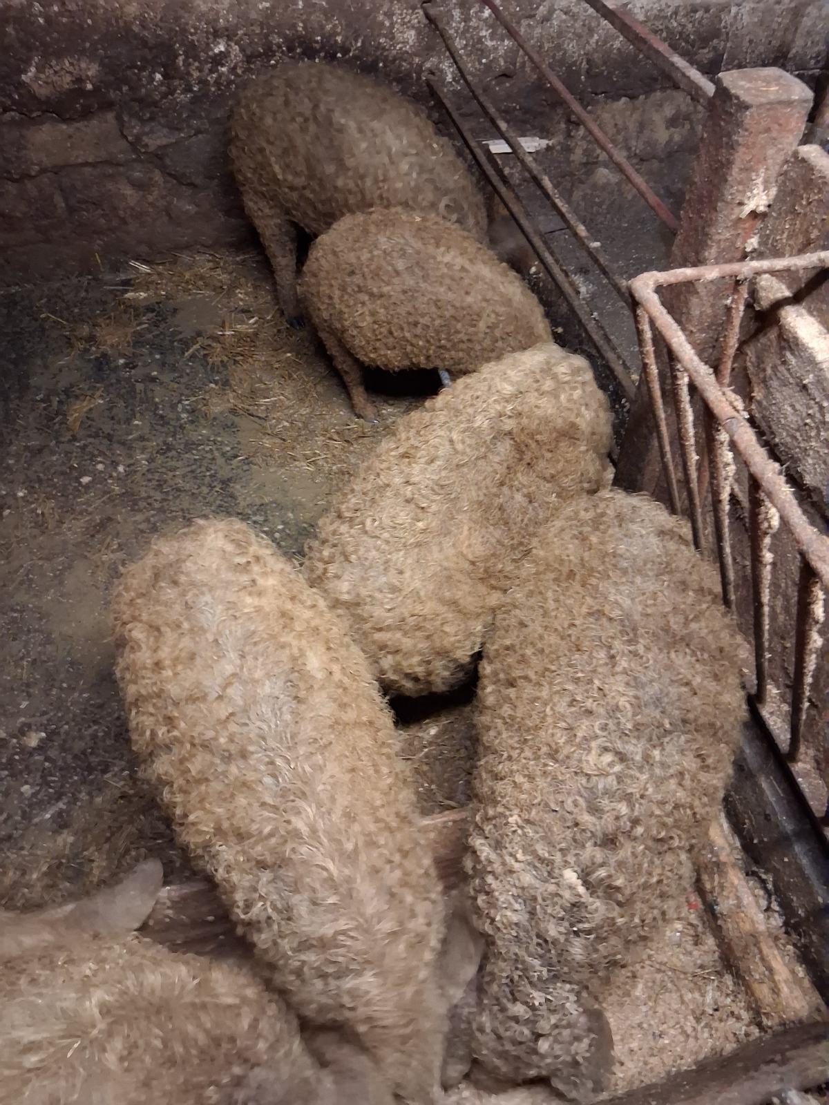 Mangulice-mangalica