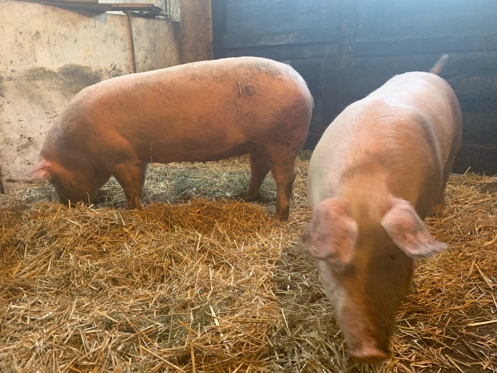 Merjasec-prašič za zakol