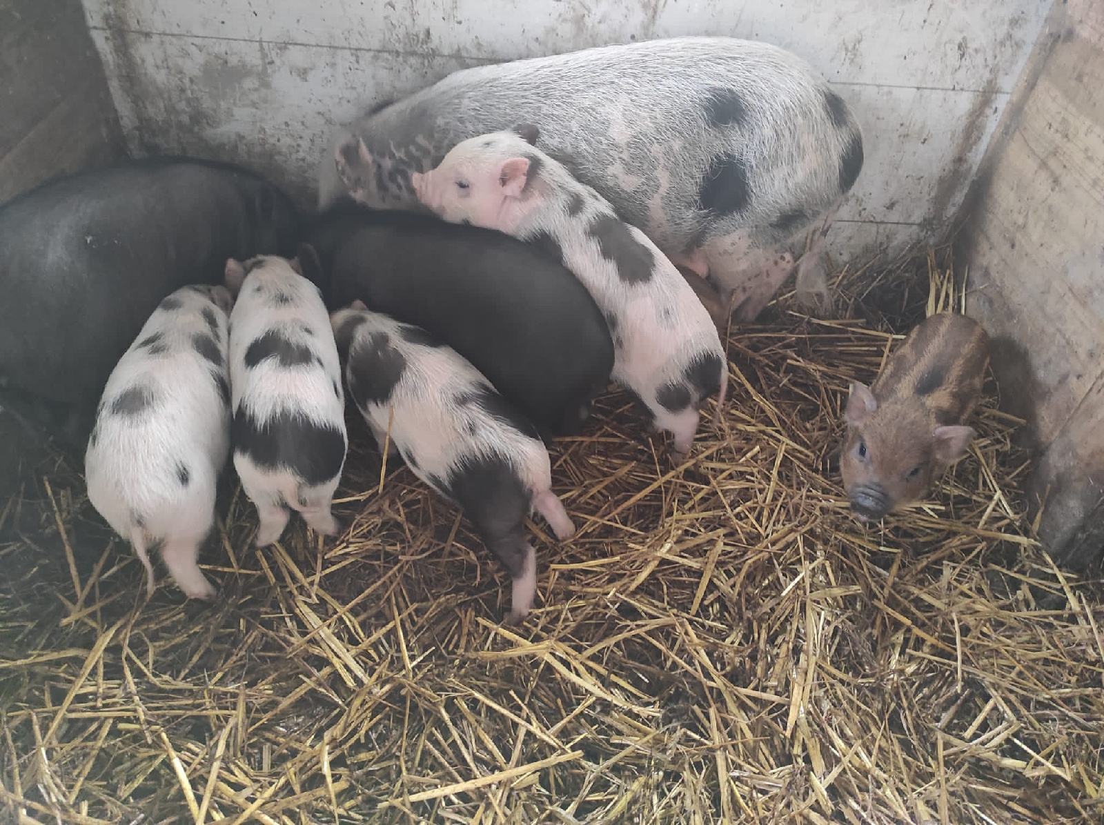 Mini ameriški pujsi