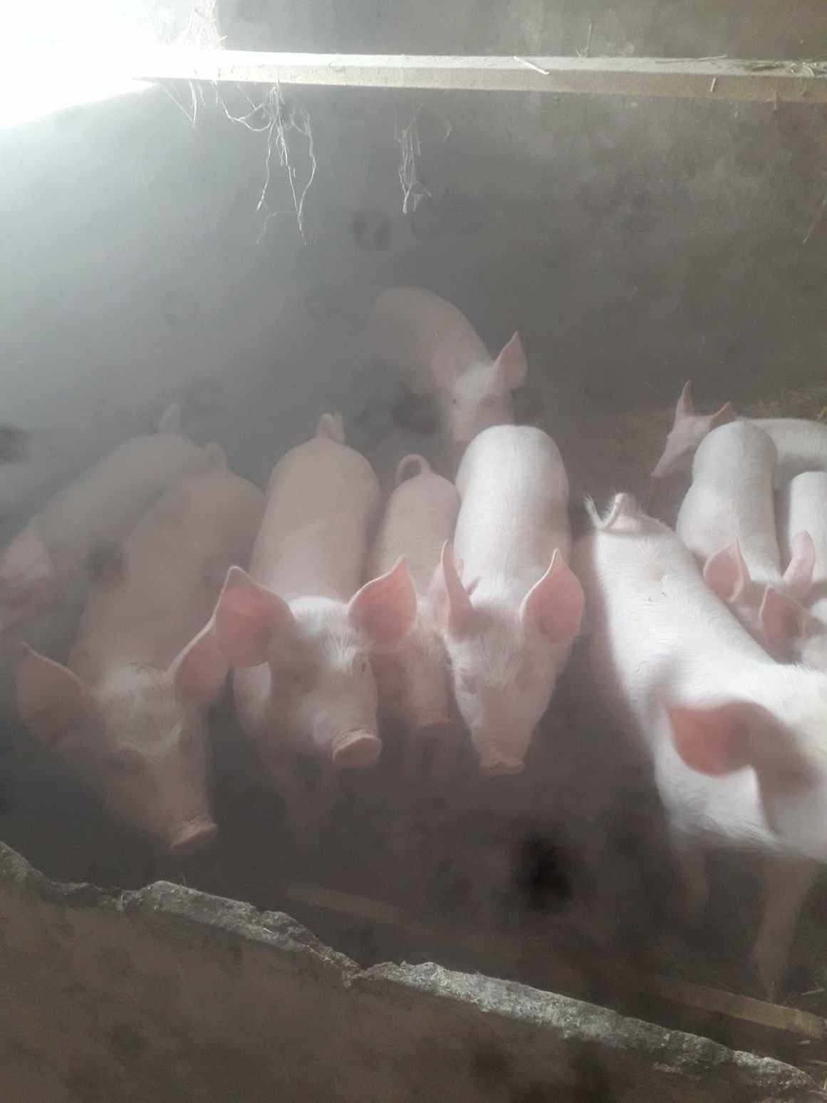 Mladi pujsi / odojki