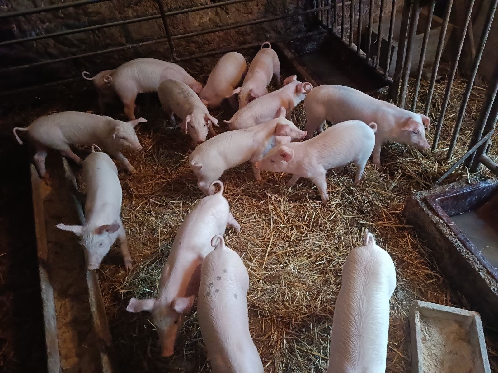 Odojek za nadaljnjo rejo ali zazakol