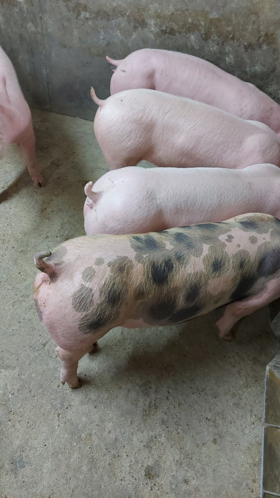 Odojki, prašiči za rejo