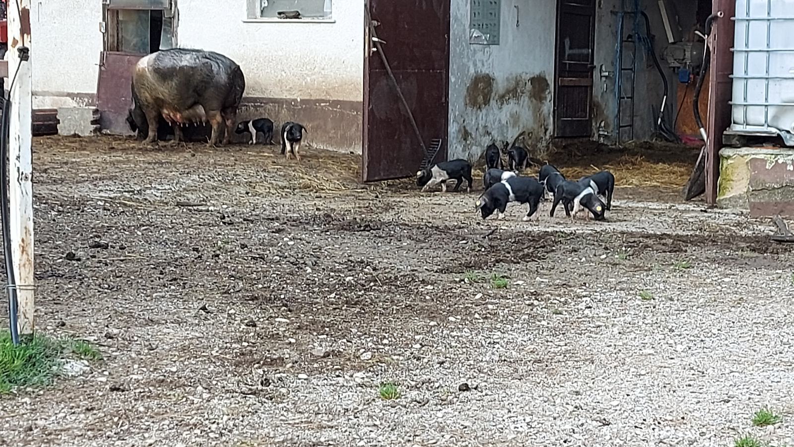 prašič,prašiči,krškopoljski prašiči