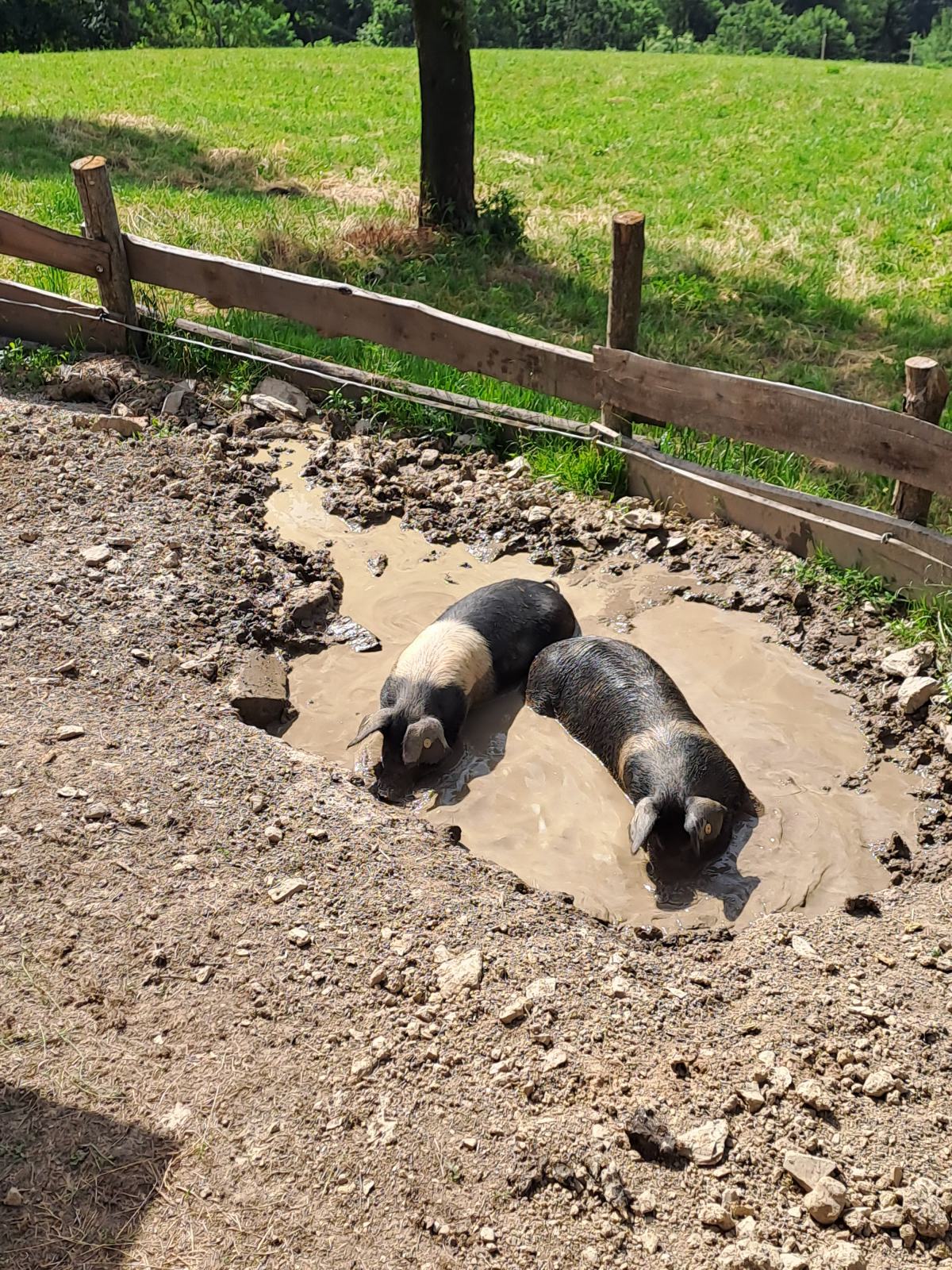krškopoljski prašič za zakol