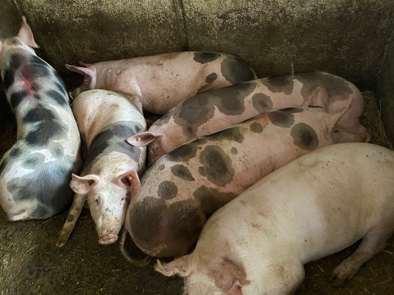 Prašiči 120-140 kg