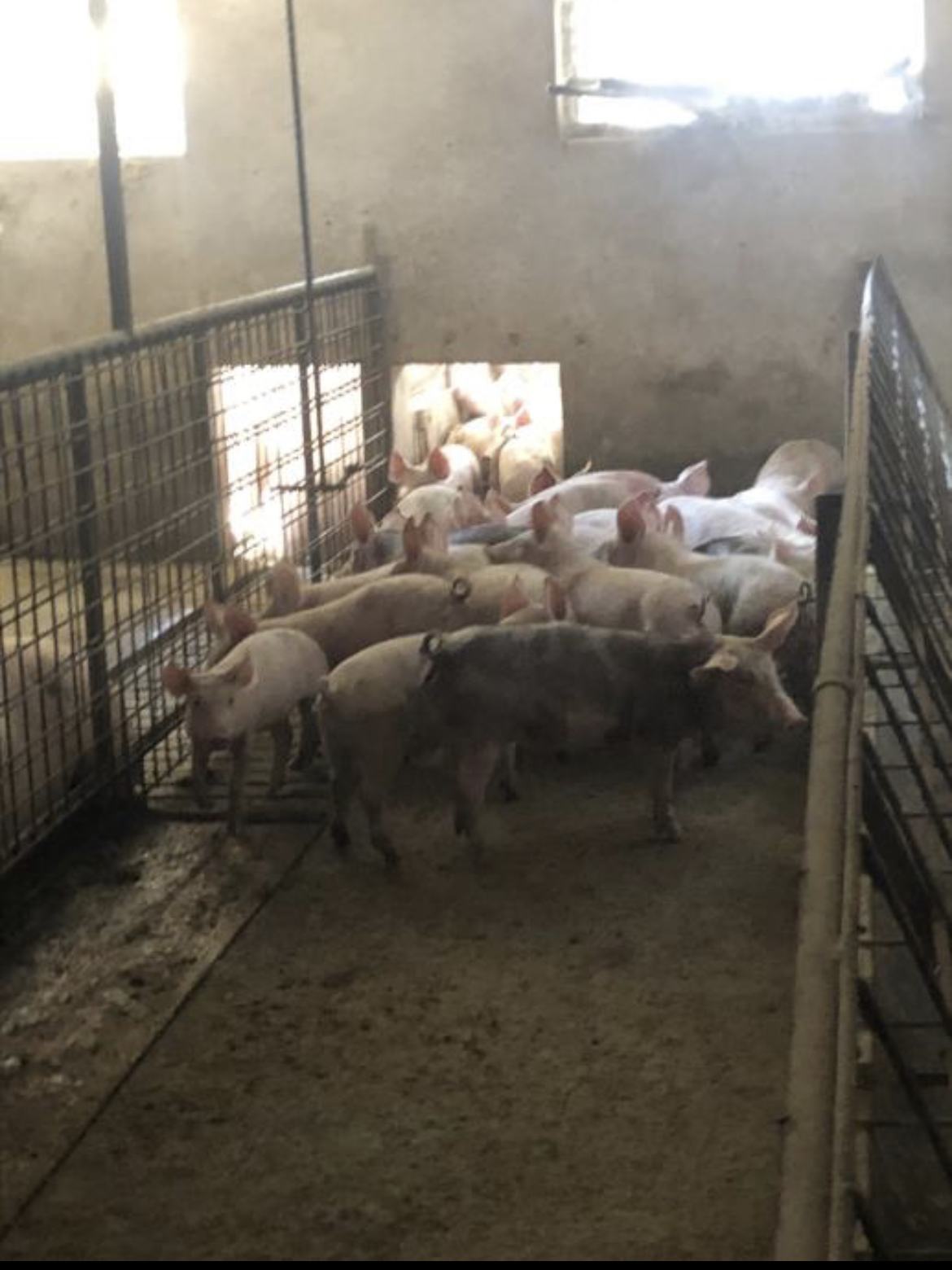 Prašiči od 25kg do 90kg