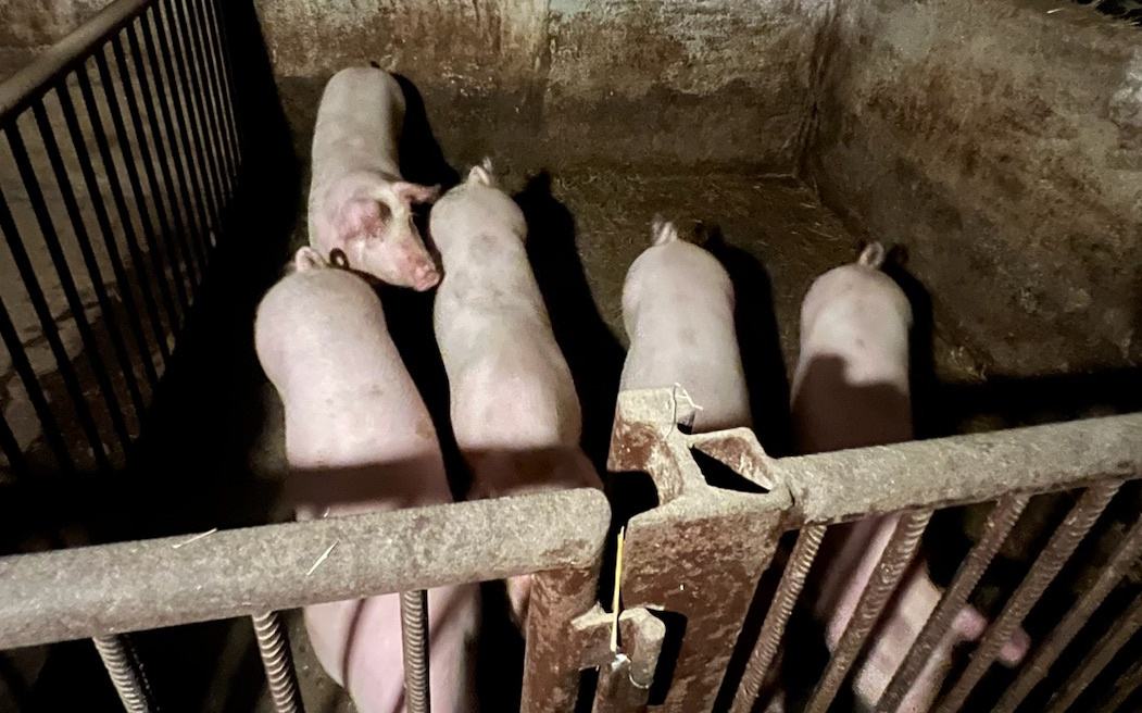 Prašiči 45 do 50 kg