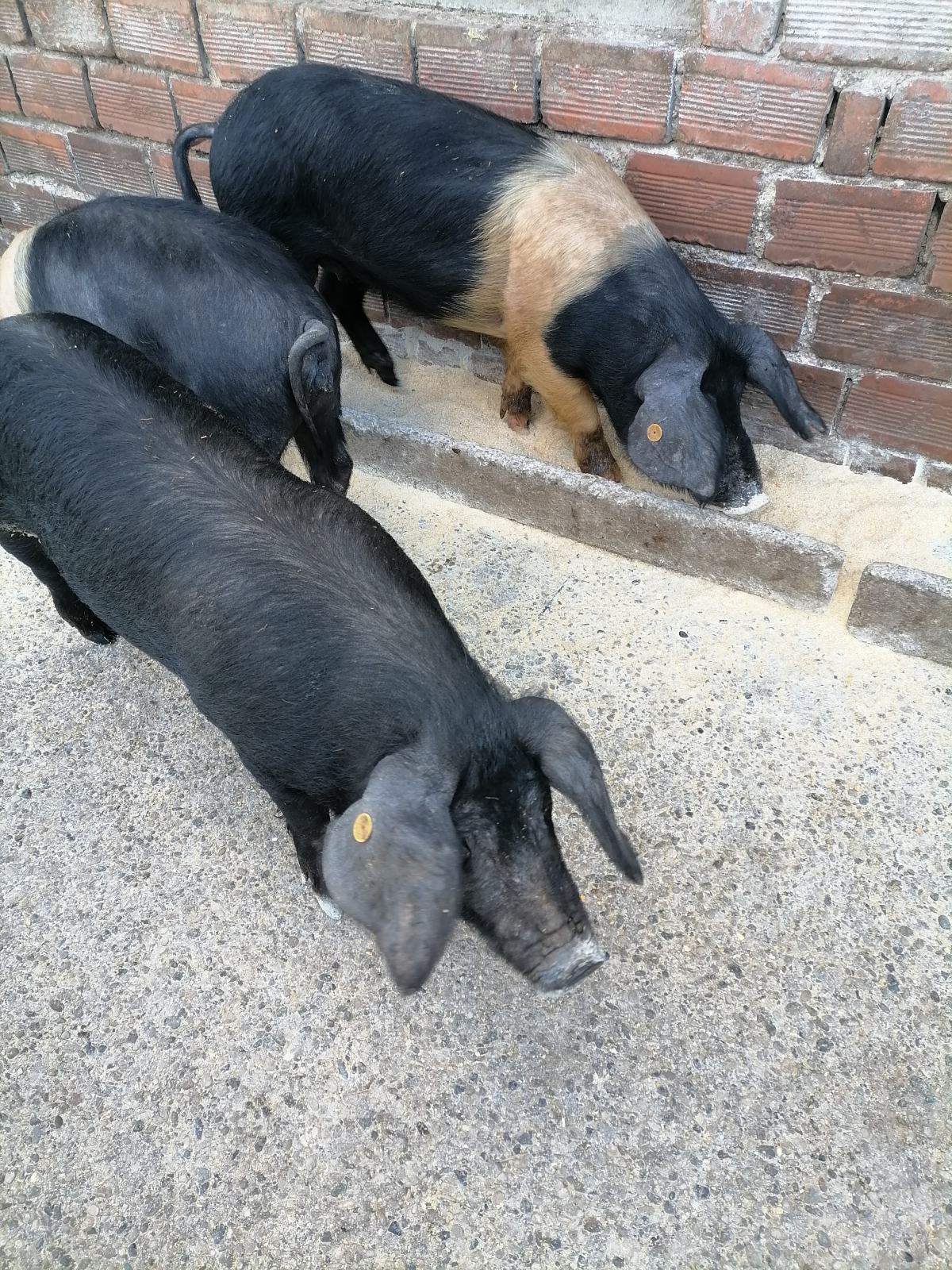 Prašici 60 do 80 kg