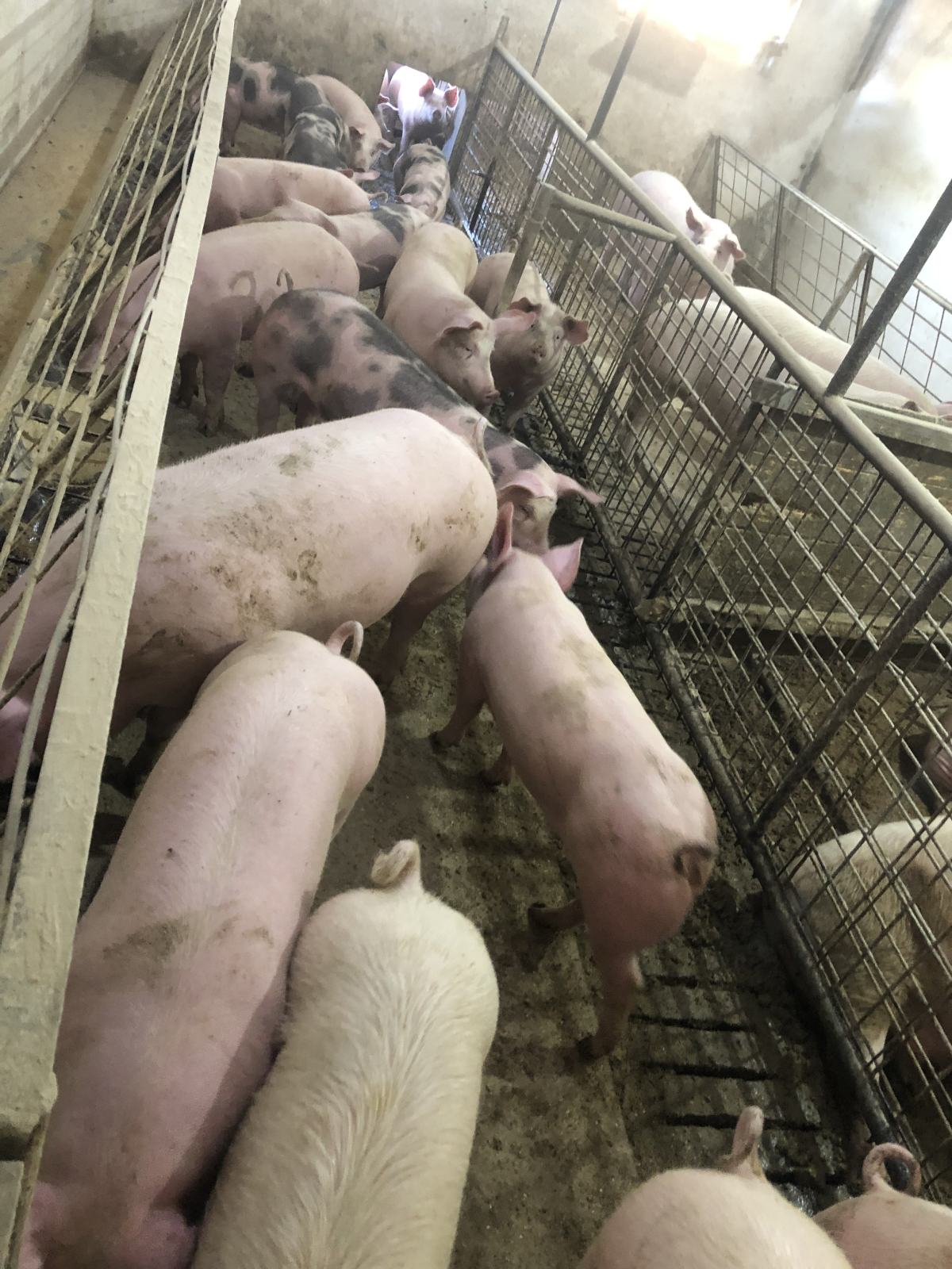 Prašiči od 100kgdo 200kg