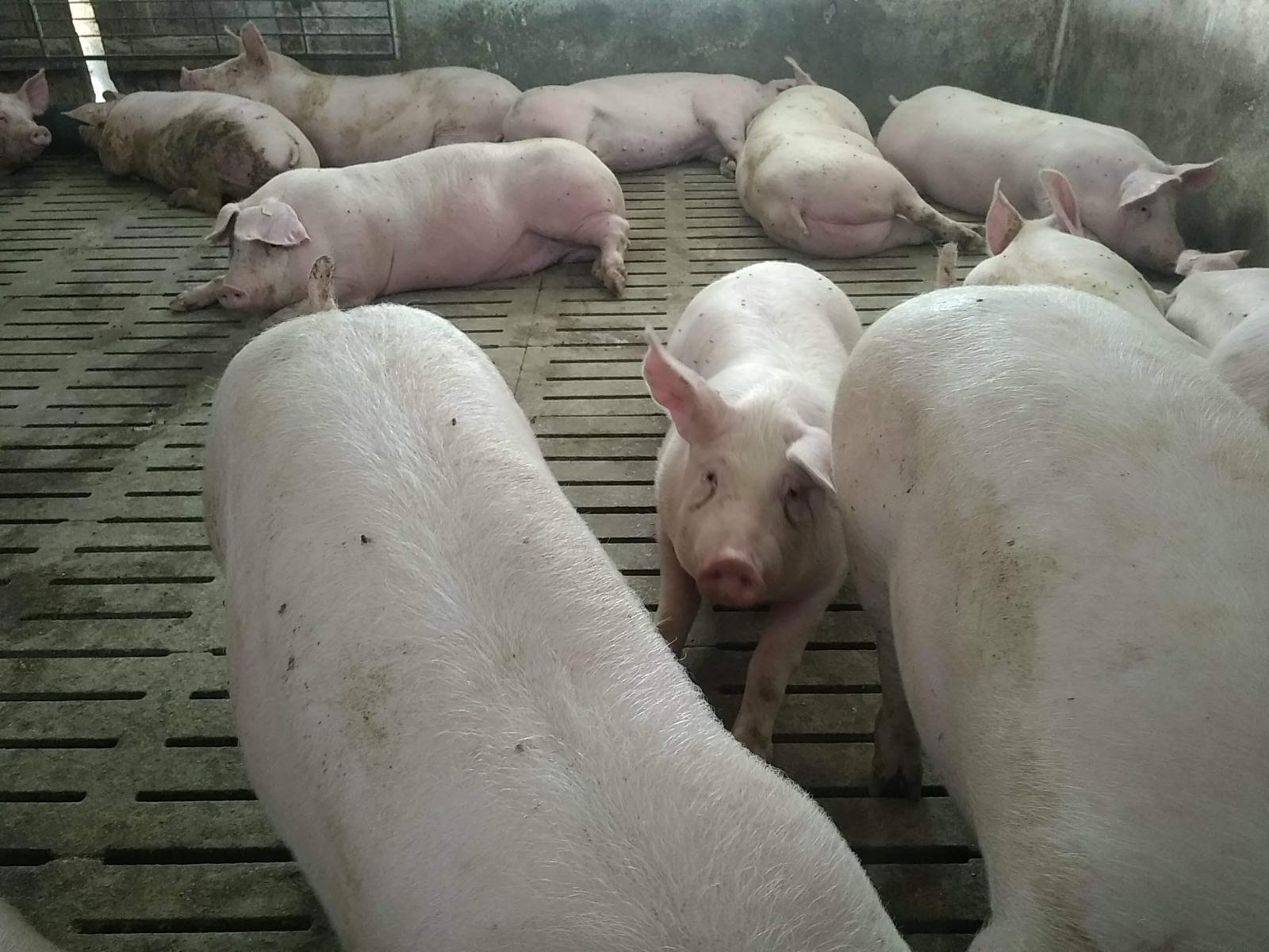 Prašiči 100-140 kg