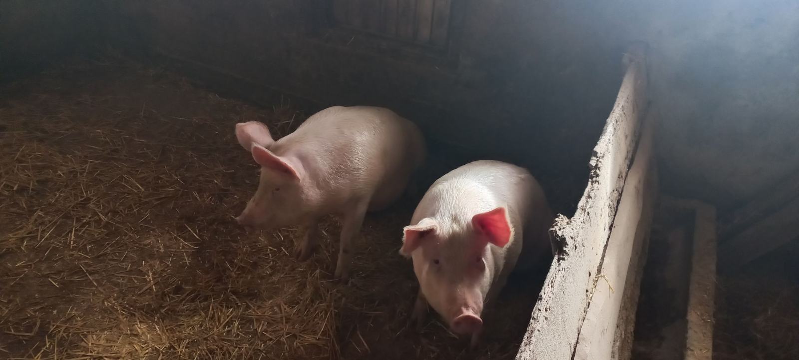 Prašič / svinja domače reje 140 kg