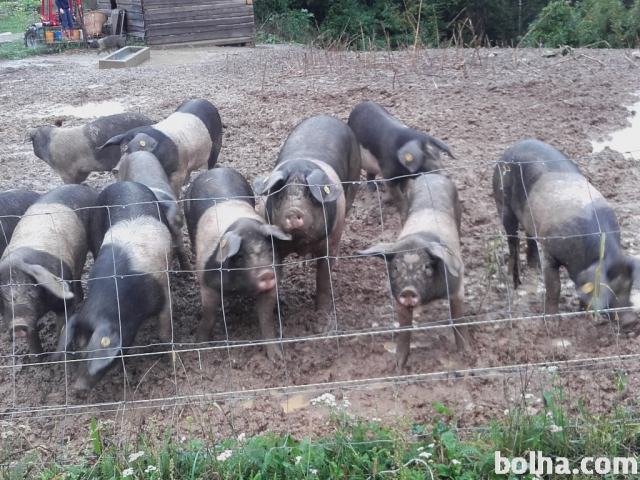 Prašiči - krškopoljski pujsi-odojki za rejo, svinjke