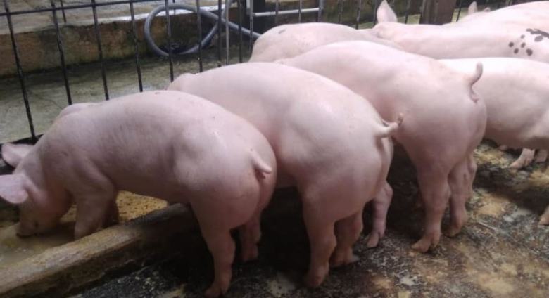 Prašiči za nadaljno rejo ali zakol