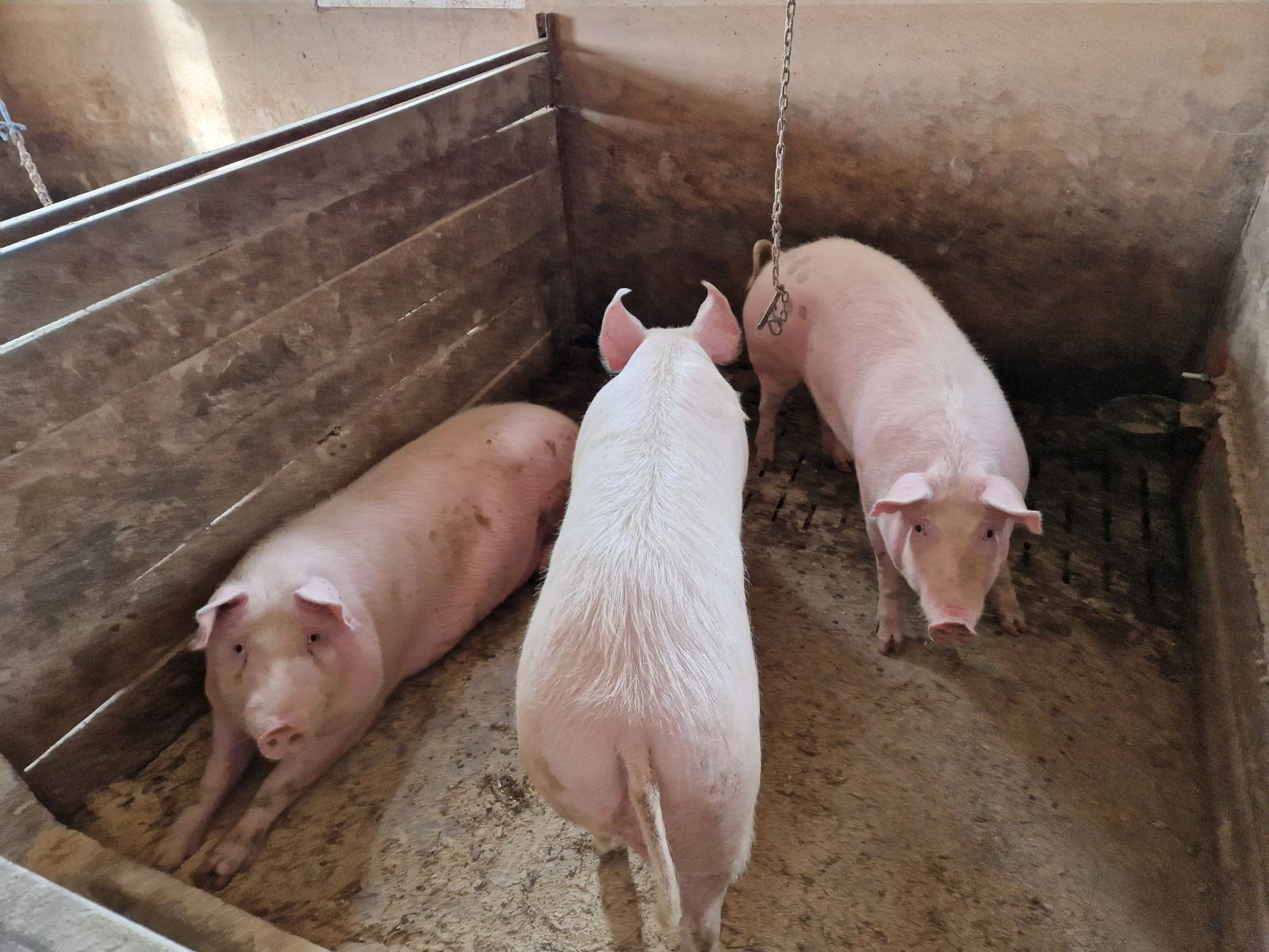 PRAŠIČI ZA NADALNJO REJO ALI ZAKOL