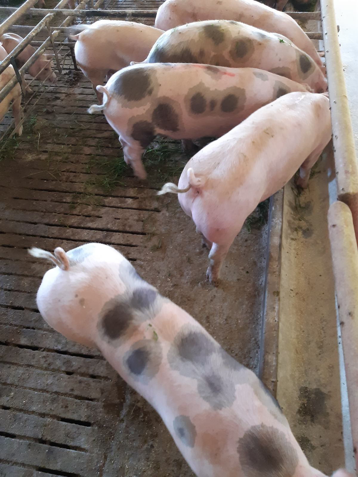 Prašiči ob 25kg do 140kg