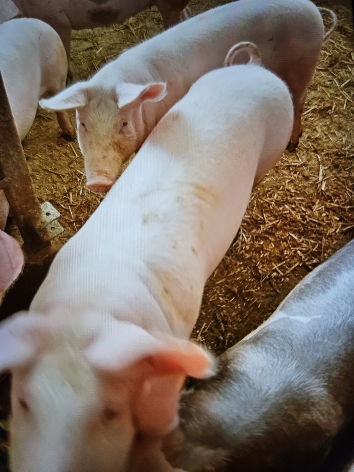 Prašiči, pujsi, svinje 50 kg+