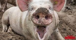 prašiči za zakol ali nadaljno rejo