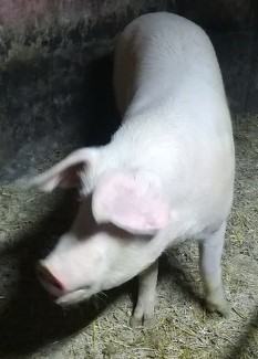 Prašiči za nadaljno rejo in zakol