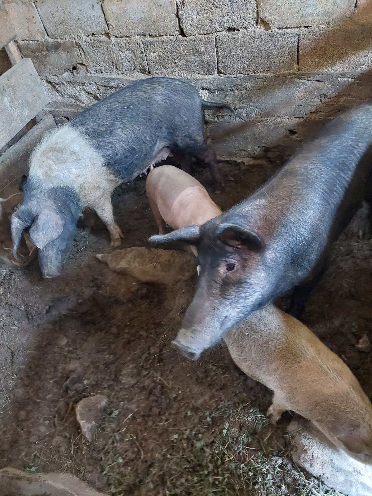 Prodam 2 svjnji mangolica-krškopolc imele 1x ca 130kg možen prepust