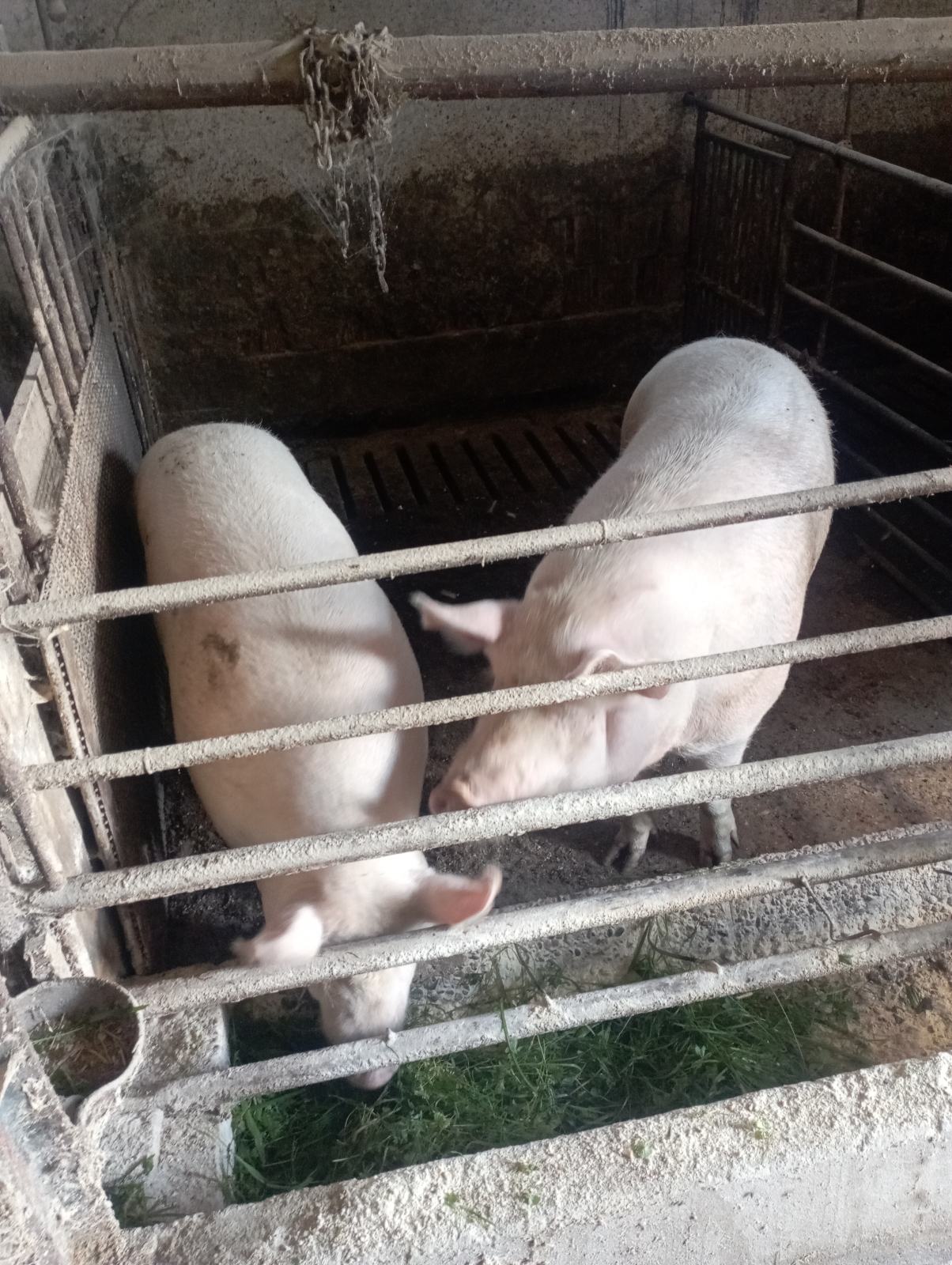 Prodam odstavljene svinje za zakol teža cca 250 kg