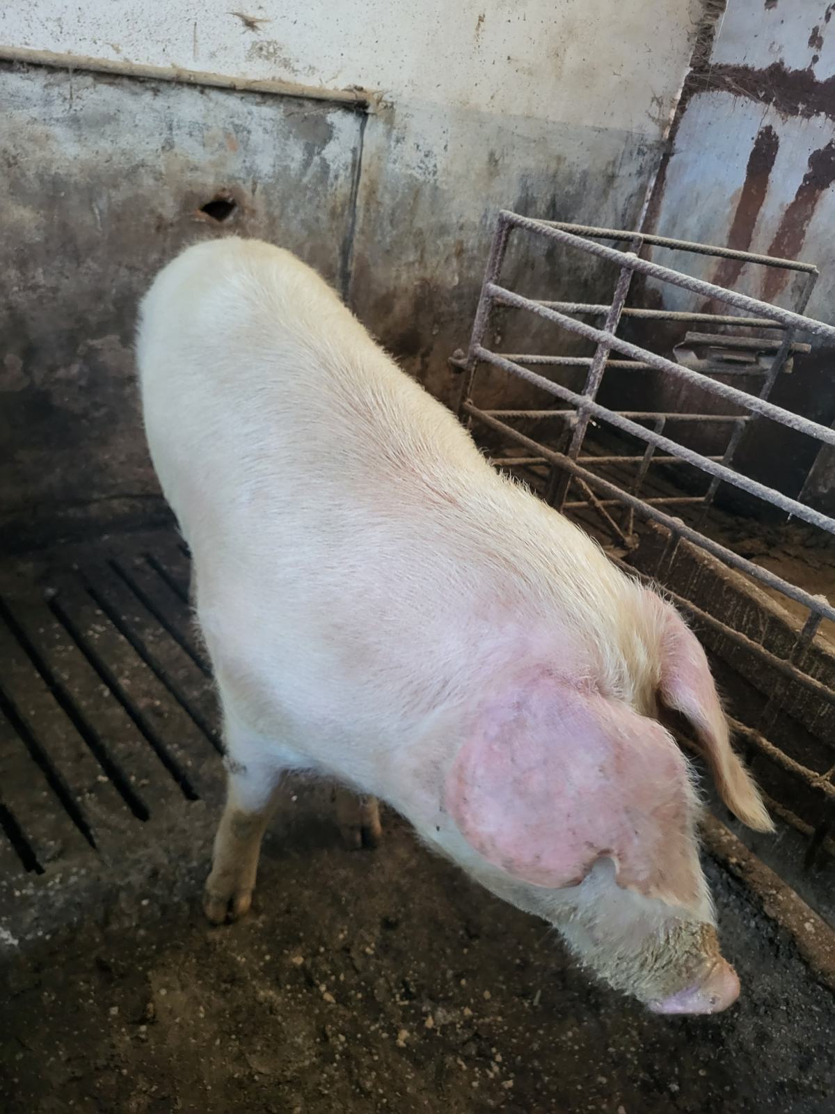 Prodam prašiča domače reje. Težak okoli 200kg 2.2€/kg