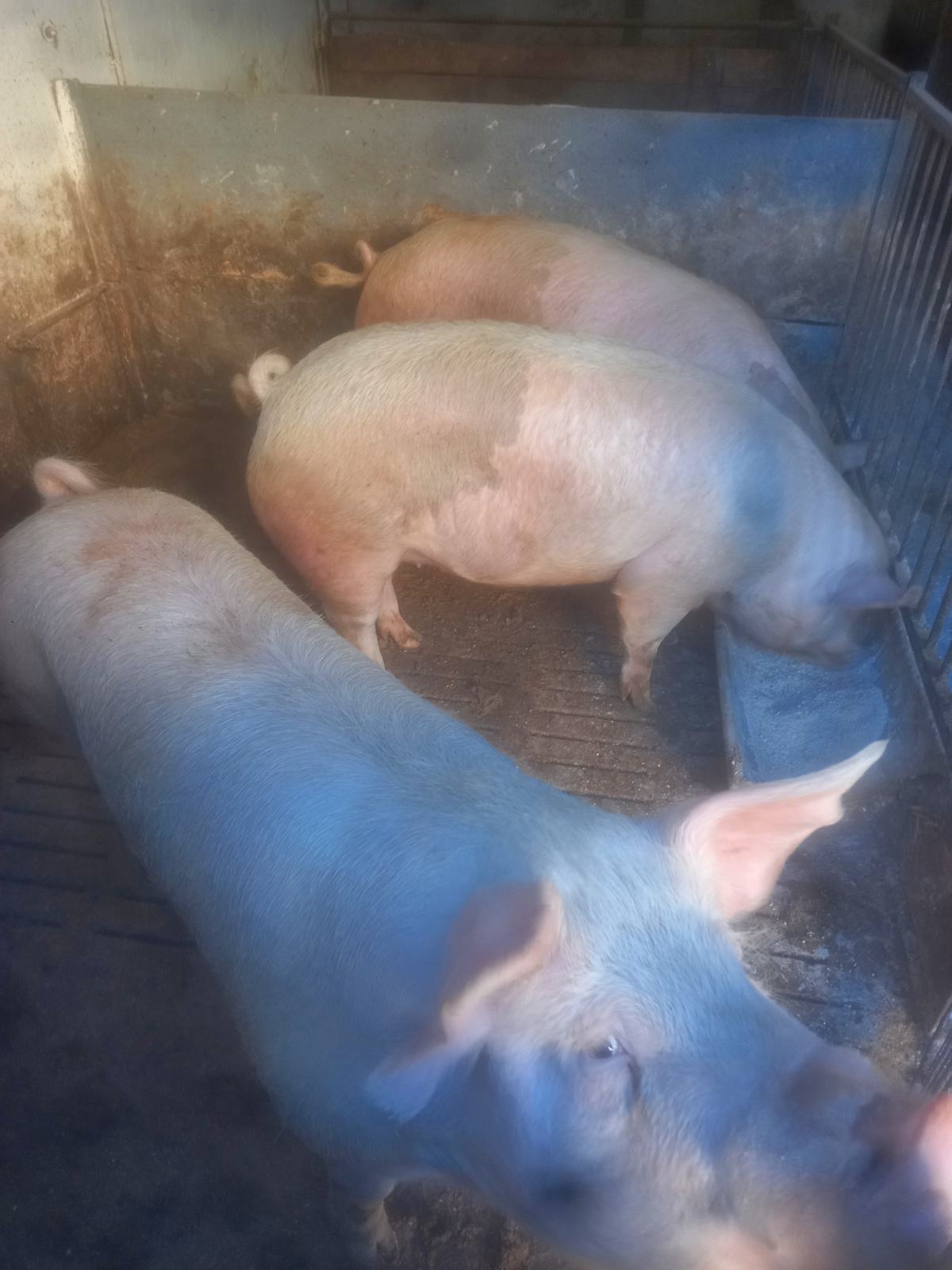 Prodam prašiča za zakol