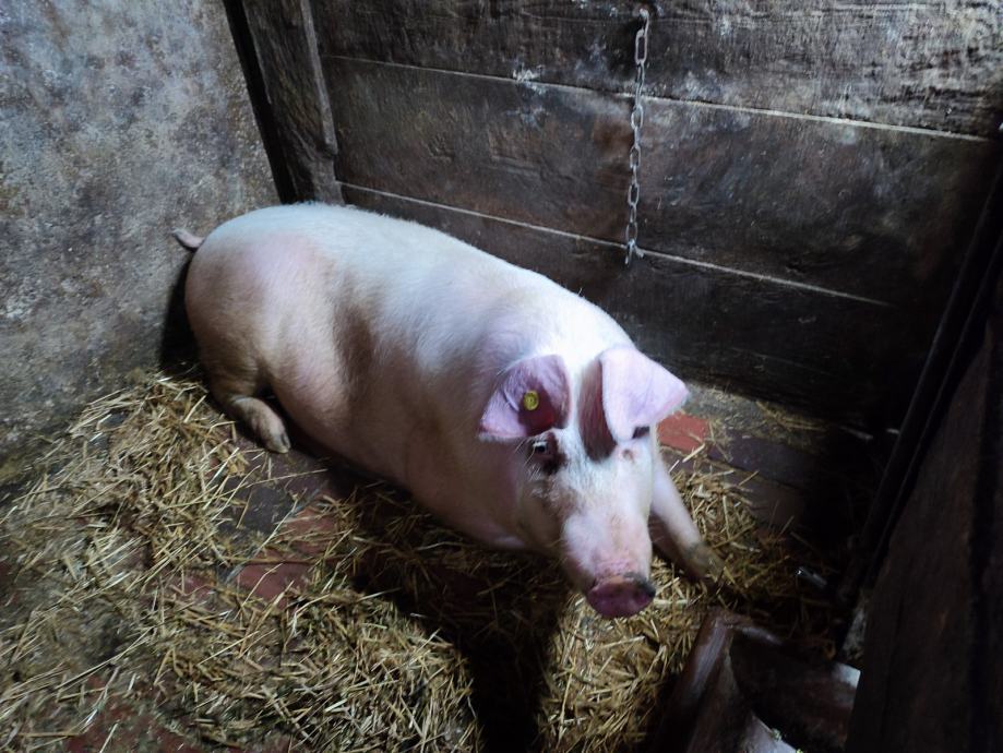 PRODAM PRAŠIČA ZA ZAKOL