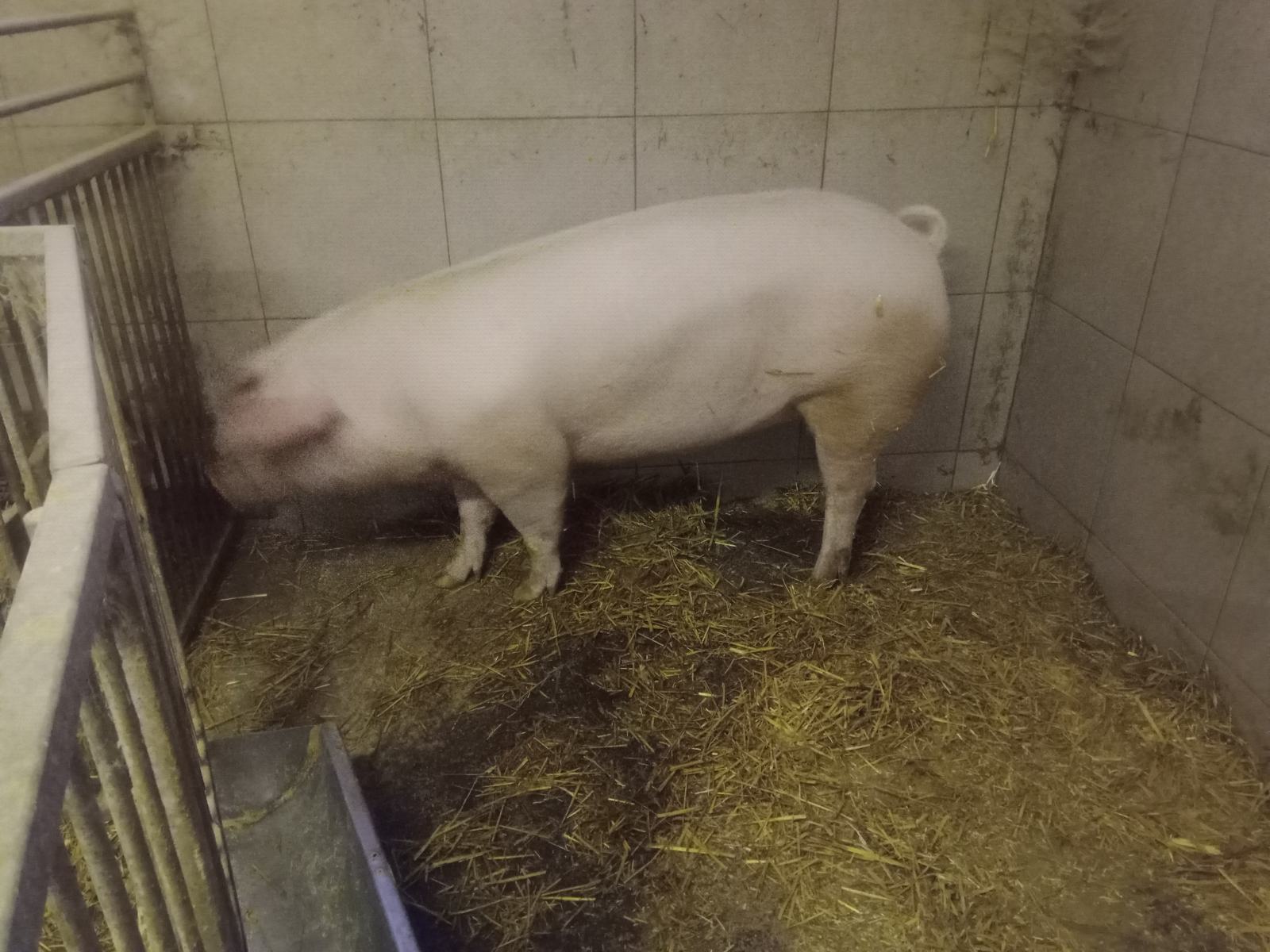 Prodam prašiča za zakol